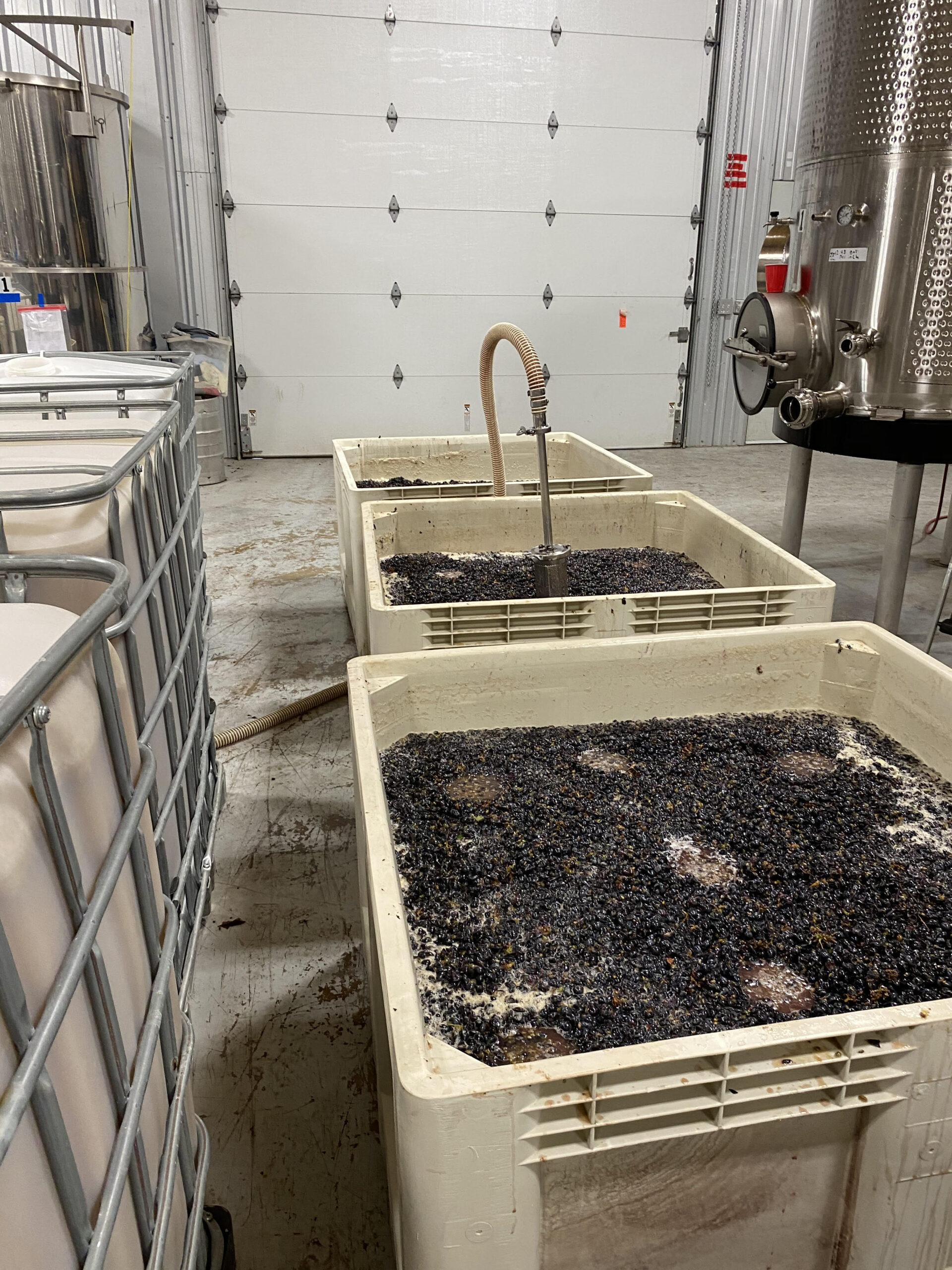 Road to My 1st Commercial Vintage - The Cause Urban Winery